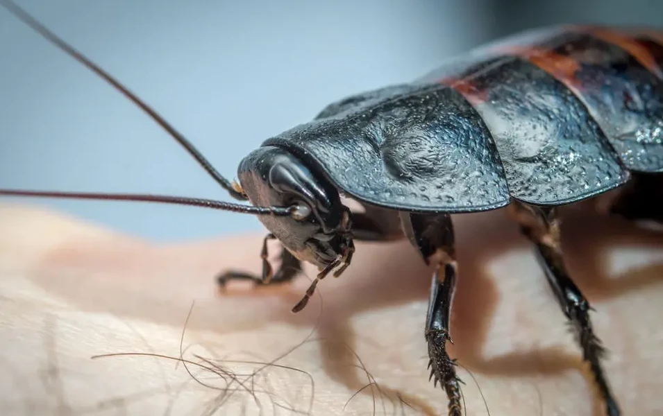 Scientists find 40,000 bacterial DNA fragments in cockroach genomes