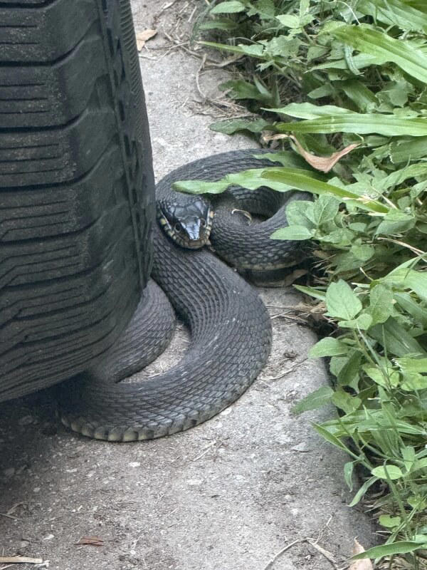Houston ring camera catches husband shrieking at 'derpy' snake by the ...