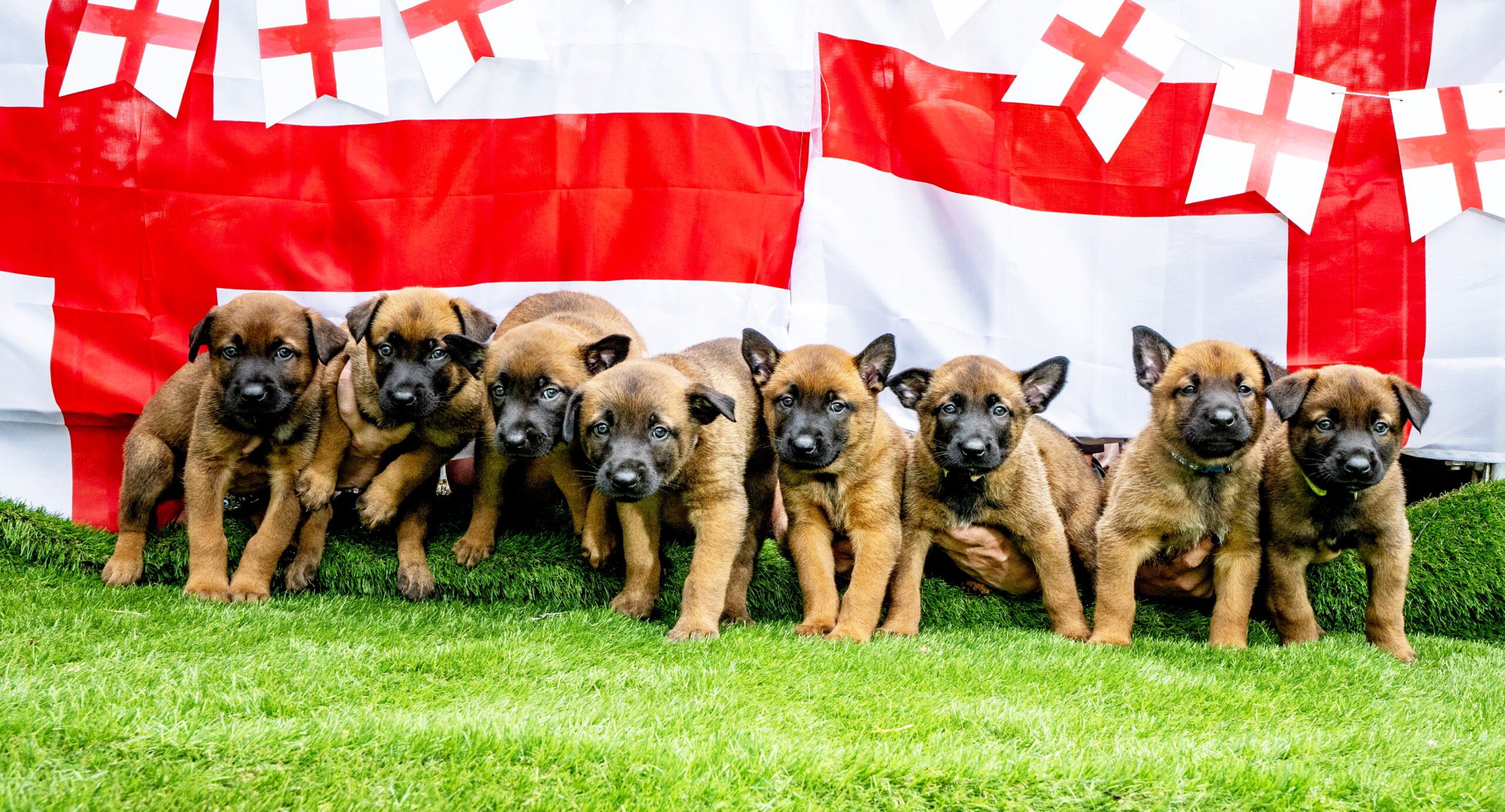 Police puppy recruits named after England World Cup stars