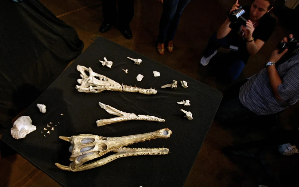 Baby crocodile-like fossils challenge long-held evolution theory
