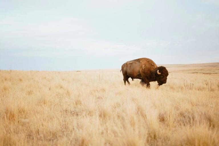 Trump administration reverses rule protecting bison grazing on public land