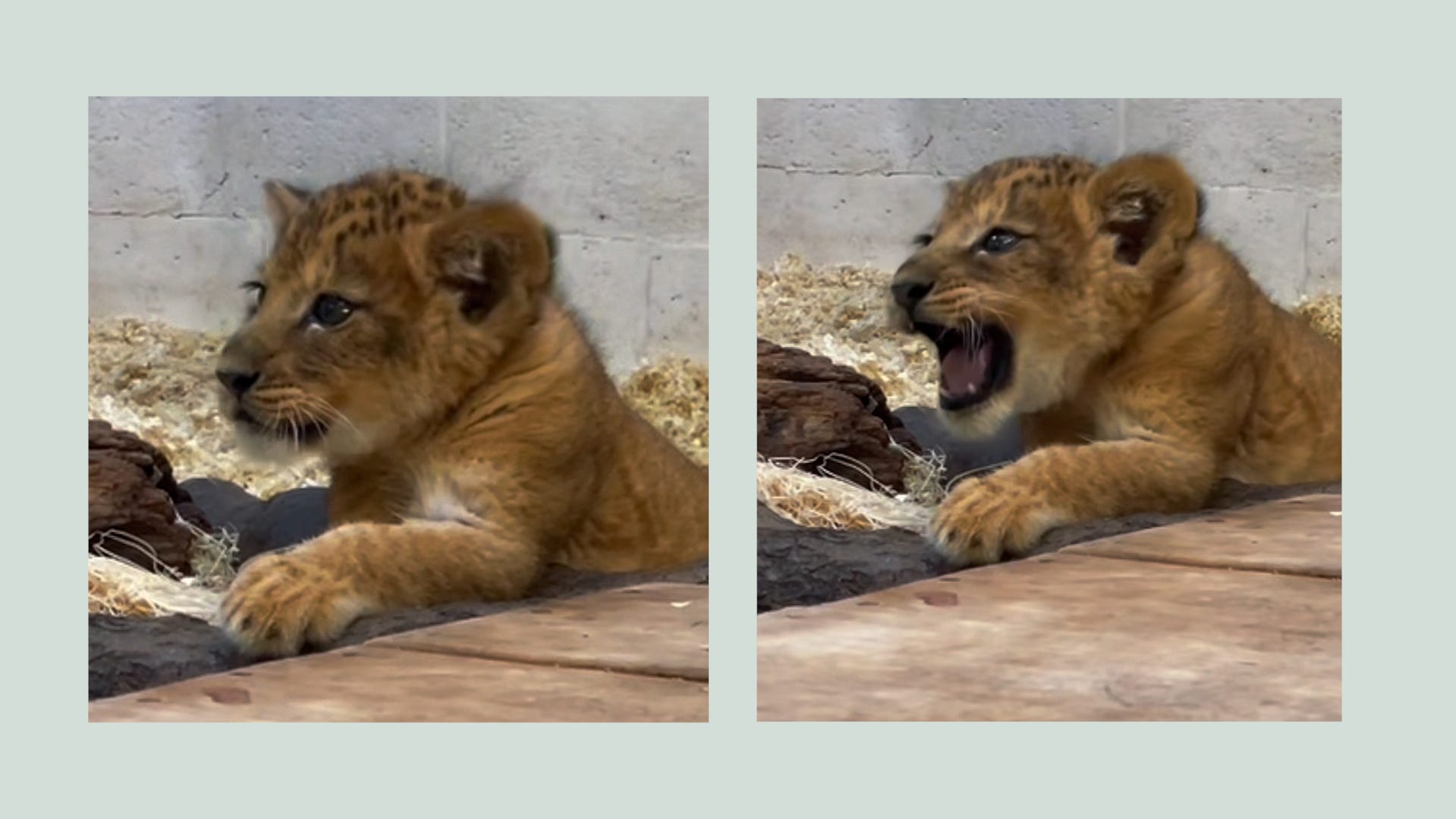 Lion cub works on her 'roar.' See her imitate dad's roar