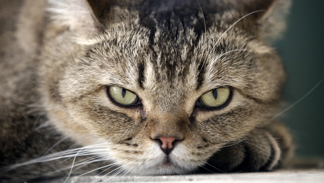 Recognizing and addressing signs of cat stress