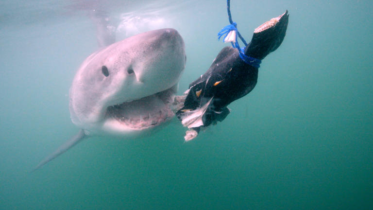 Shark Week sets summer return with Ken Jeong & REI AMI; full slate