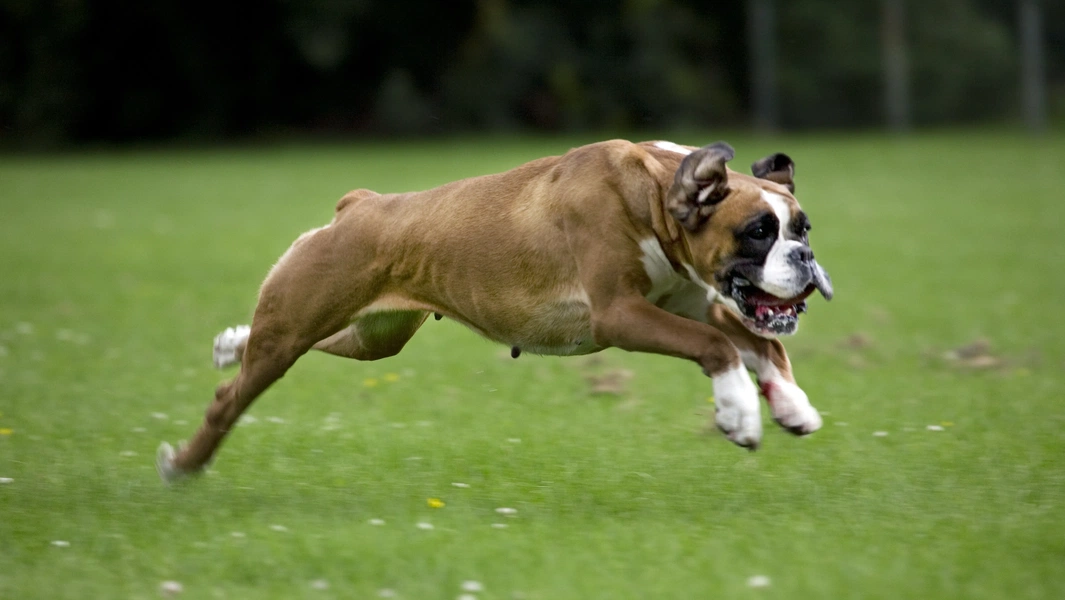 Challenges and care needs of boxer dogs