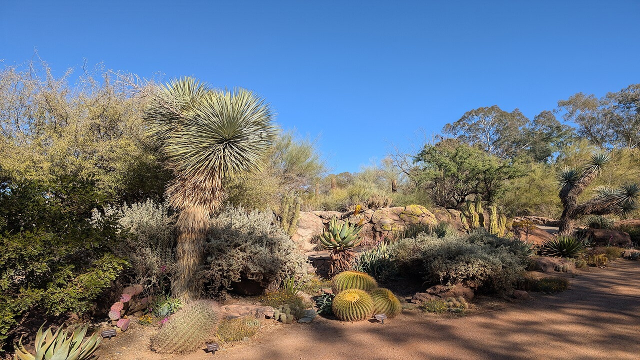 This 100-year-old Arizona garden grows desert plants from six ...