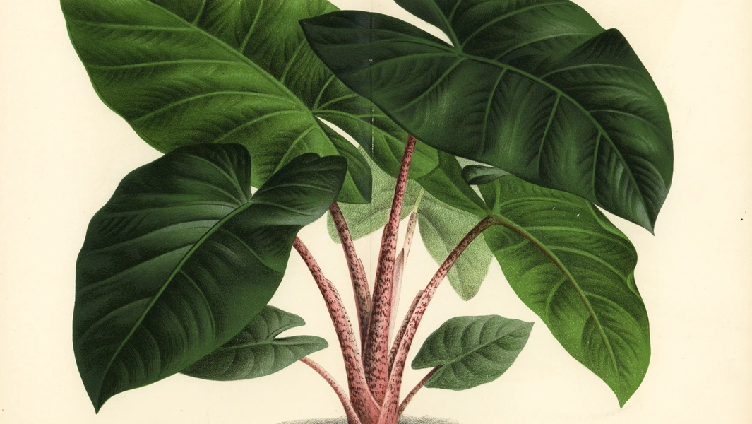 15 common plants toxic to dogs