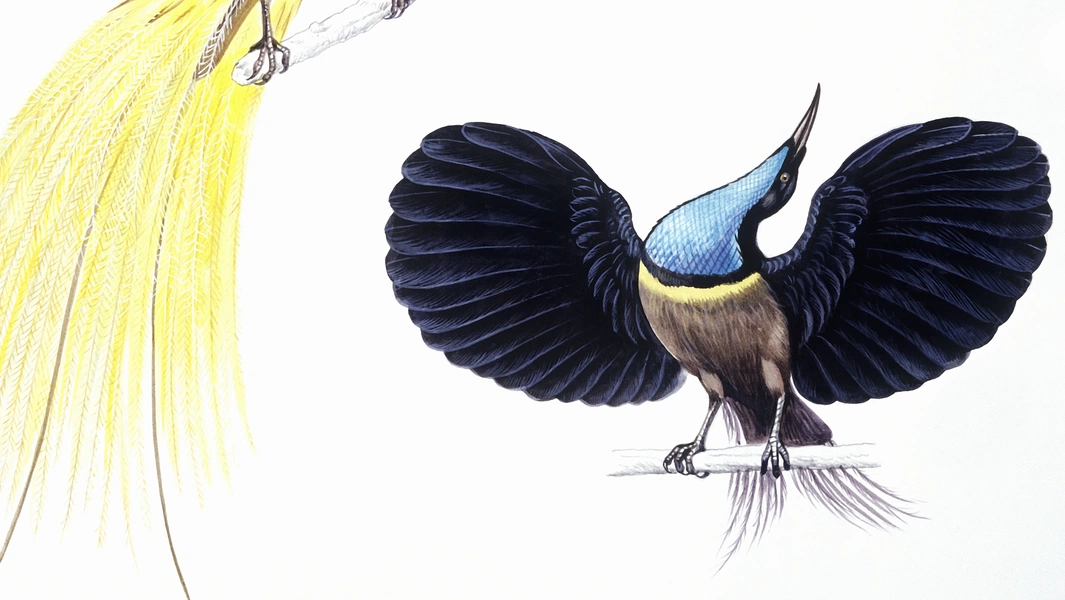 10 birds with extraordinary courtship displays