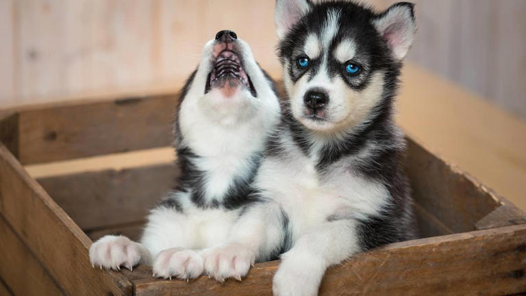 Siberian husky puppy's hilarious attempt at howling has everyone ...