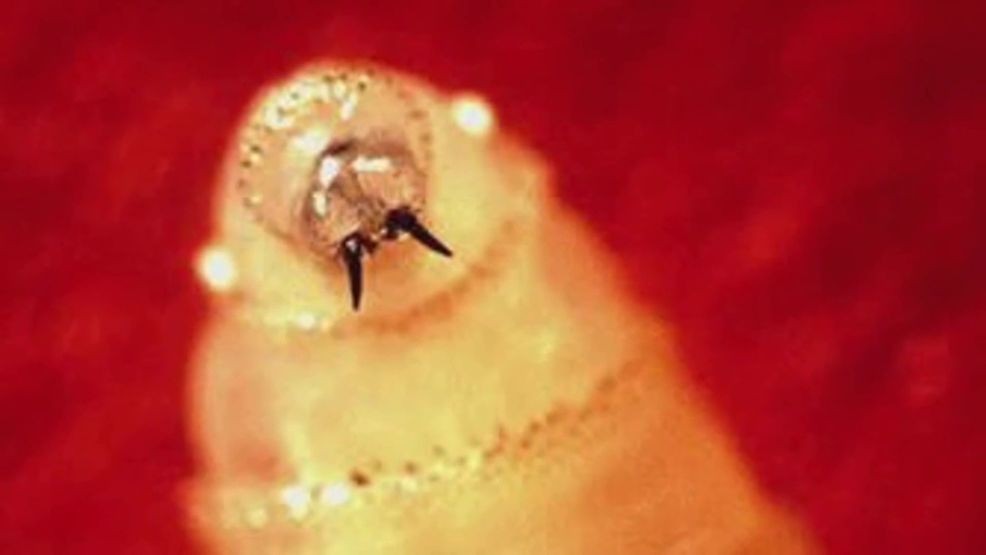New world screwworm cases in Texas climb to 15 after new positive tests ...