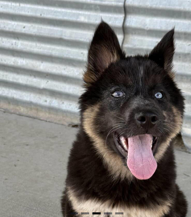 Call about 'aggressive' stray dog leads rescuer to the adorable truth