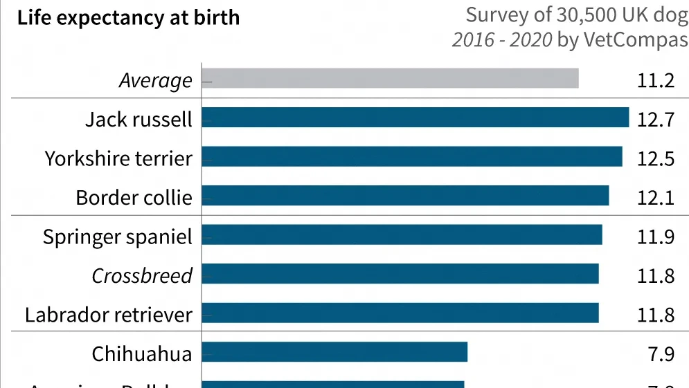 Understanding your dog's true age