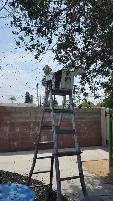 Bee swarm moves into new hive box on my ladder