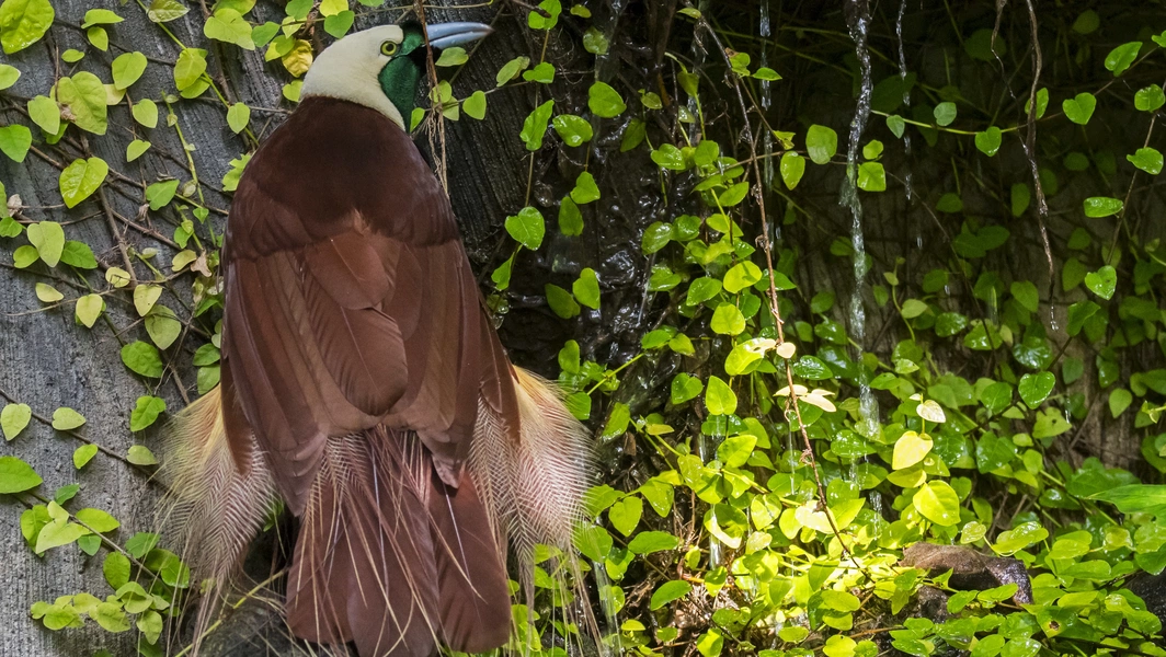 10 birds with extraordinary courtship displays
