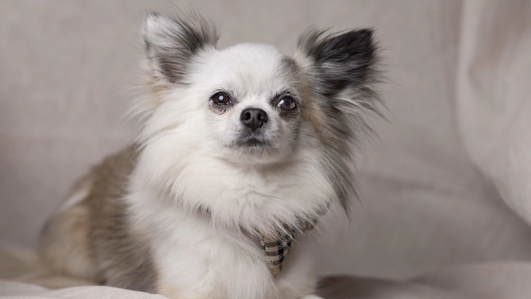 15 small dog breeds with impressive longevity