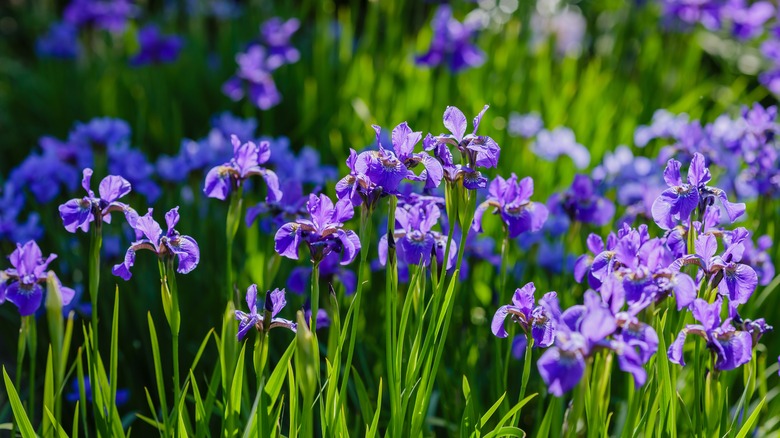 15 colorful flowers perfect for summer border gardens