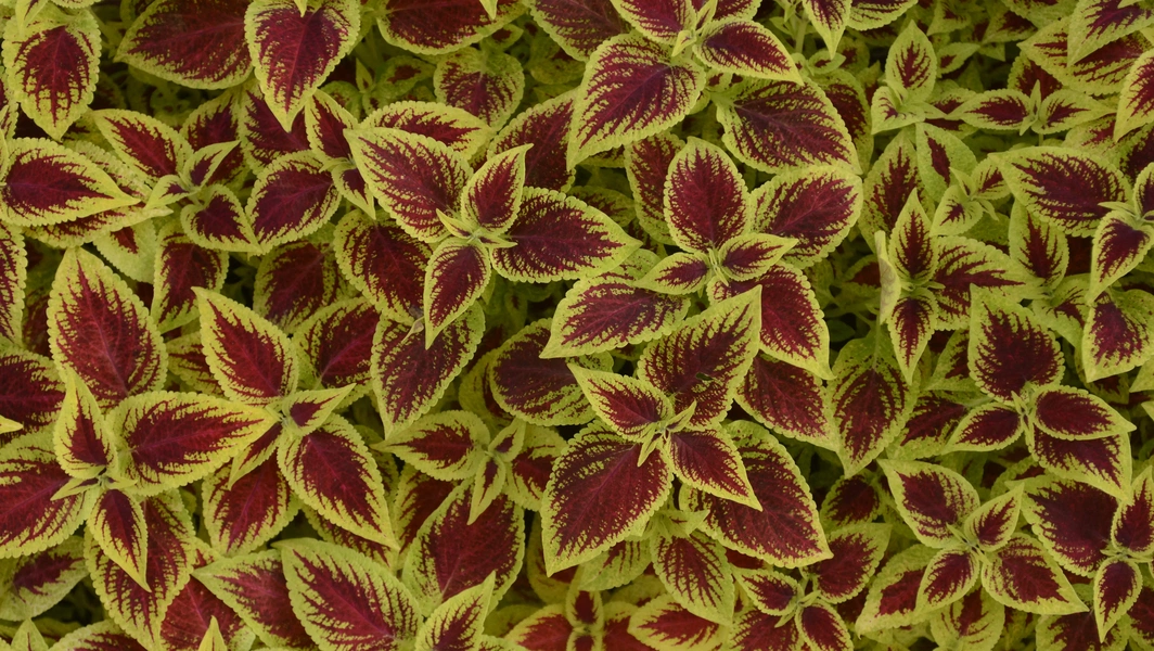 Shade garden secrets for thriving plants