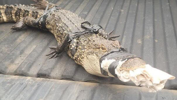 Alligator arrested! Sheriff’s deputies subdue reptilian intruder in ...