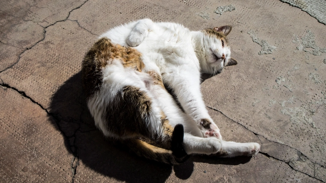 12 times cats were comedy gold