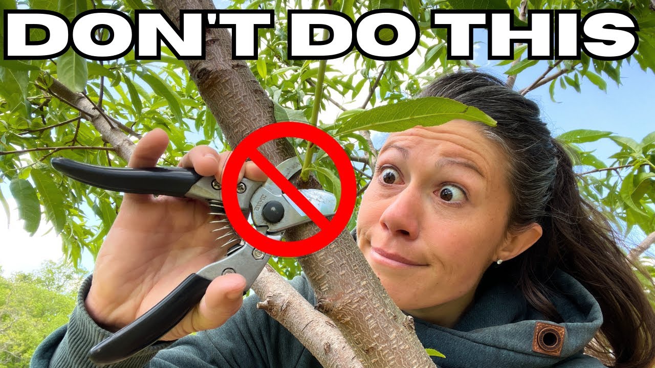 Why your fruit trees are struggling