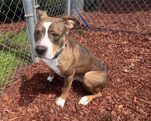 News 13 pet adoption option: Carrot