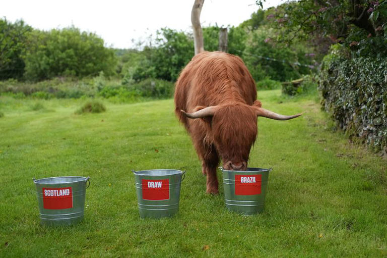 Highland cow dubbed Nostrada-moo predicts Scotland to make deep run in ...