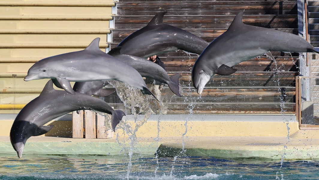 7 animals with surprising intelligence
