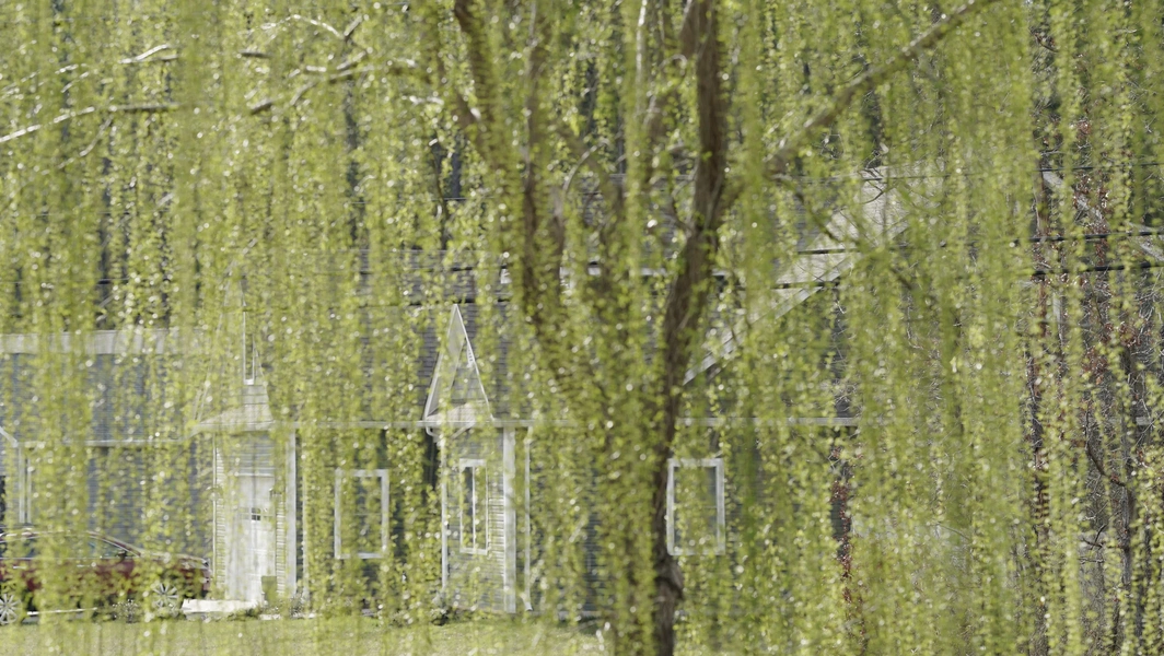 Fast-growing trees that transform your yard quickly