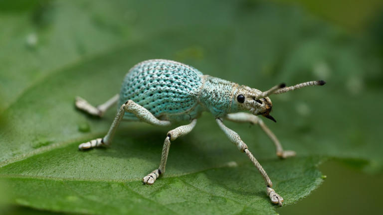 Scientists now name 16,000 new species a year and say most of life is ...