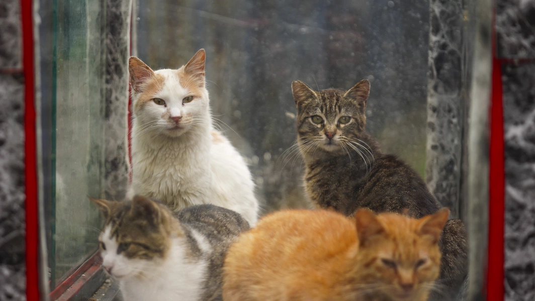 11 playful and candid street cat moments by Masayuki Oki