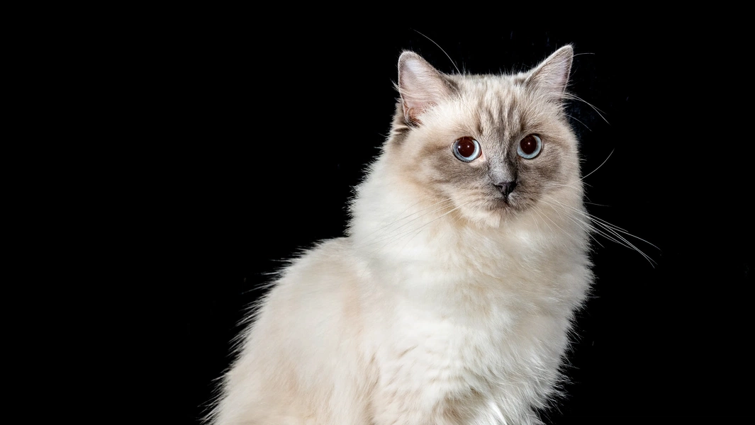 8 cat breeds that show dog-like loyalty