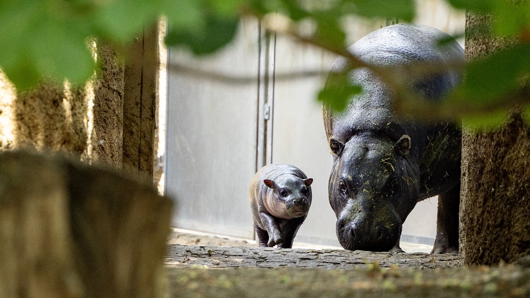 Berlin Zoo's baby pygmy hippo Brötchen charms visitors and aids ...