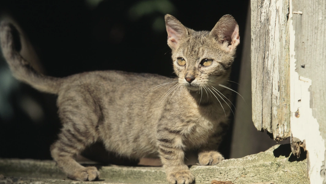 9 small cat breeds with lasting kitten appeal