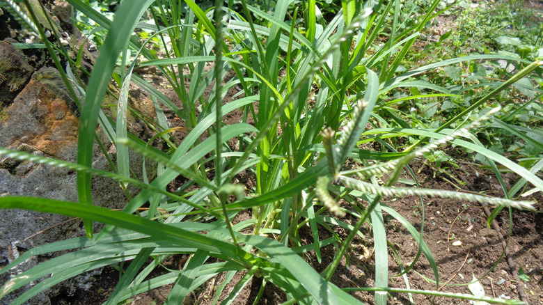 Tips & tricks to prevent goosegrass from growing in your yard