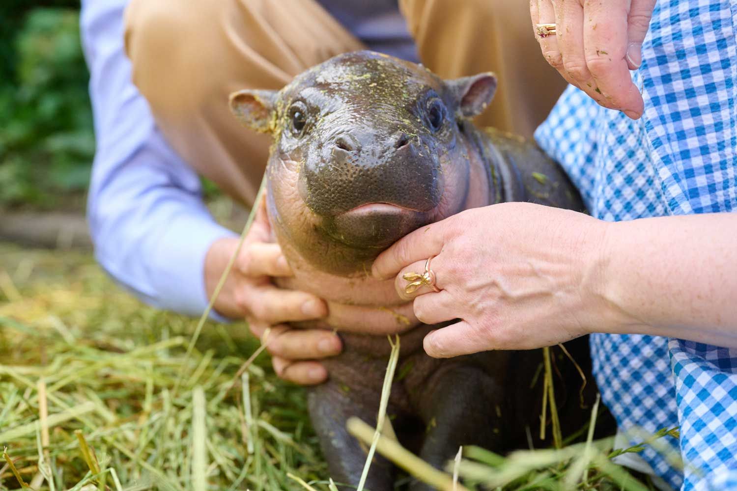 A baby pygmy hippo named after a bread roll just became Germany's ...