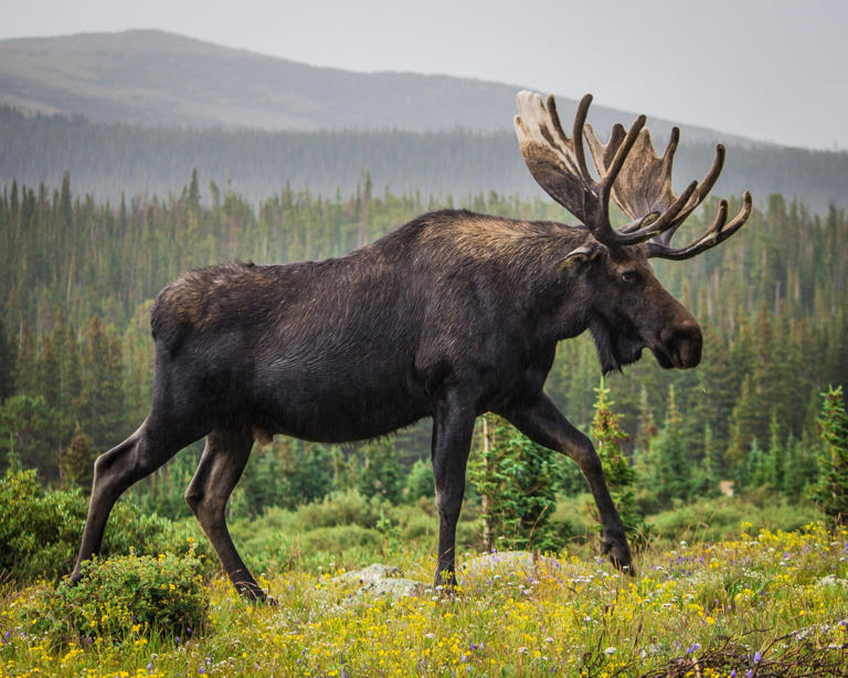 Video captures moment a moose runs straight into a vehicle while ...
