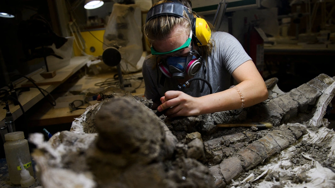 Baby crocodile-like fossils challenge long-held evolution theory
