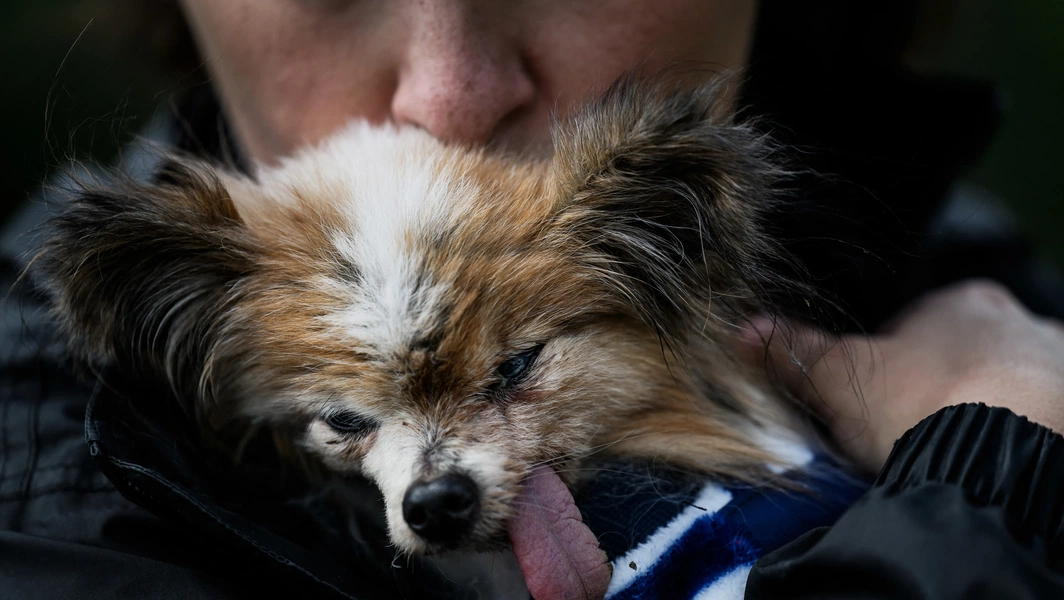 5 inspiring senior dog adoption stories
