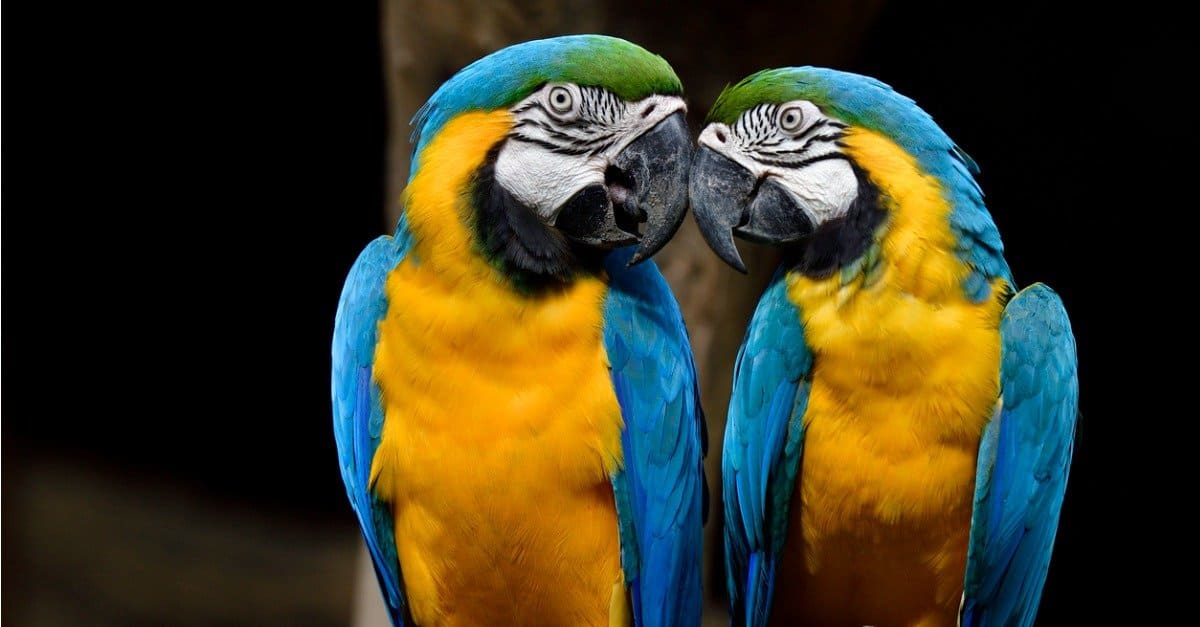 17 pets that can outlive almost every other animal companion