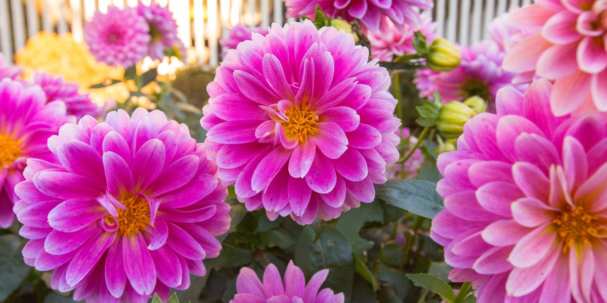 Prune these perennials in June for a fuller, flowering garden all ...