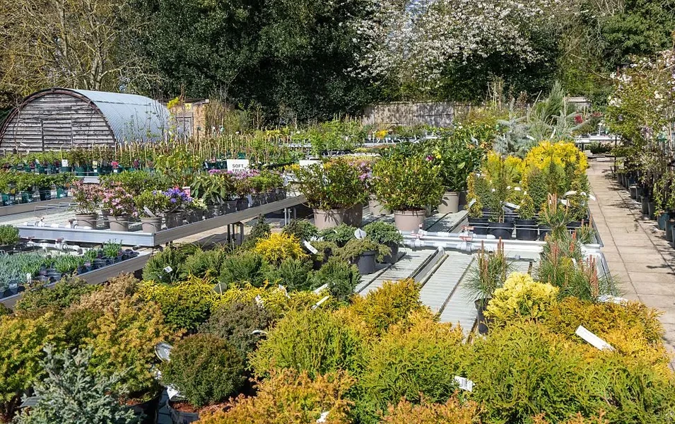 Fast-growing trees that transform your yard quickly