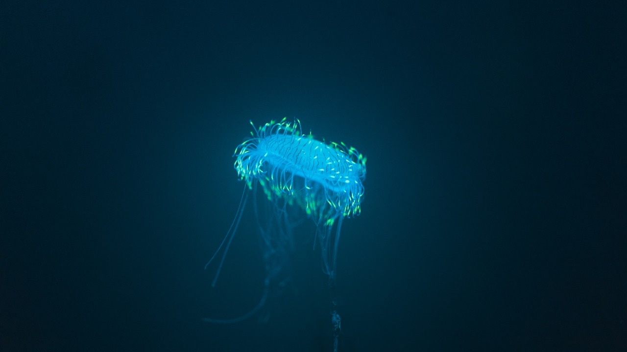 8 bizarre new animals scientists have named from the deep sea so far in ...