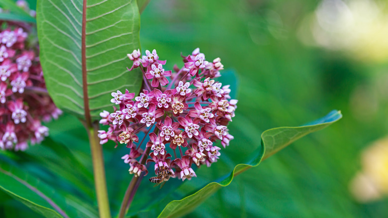 15 colorful flowers perfect for summer border gardens