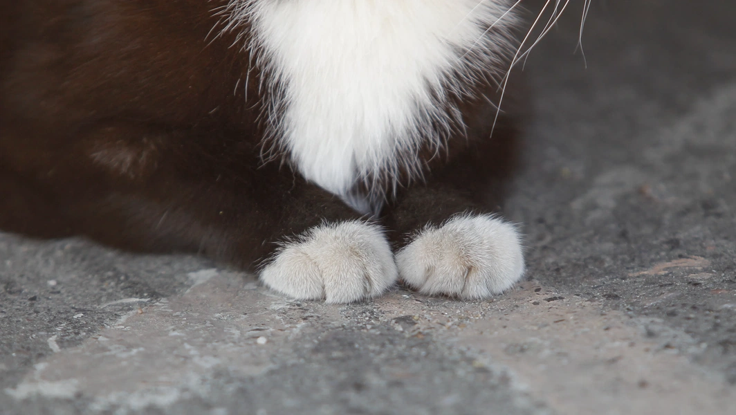 Understanding cat sleeping positions and behaviors