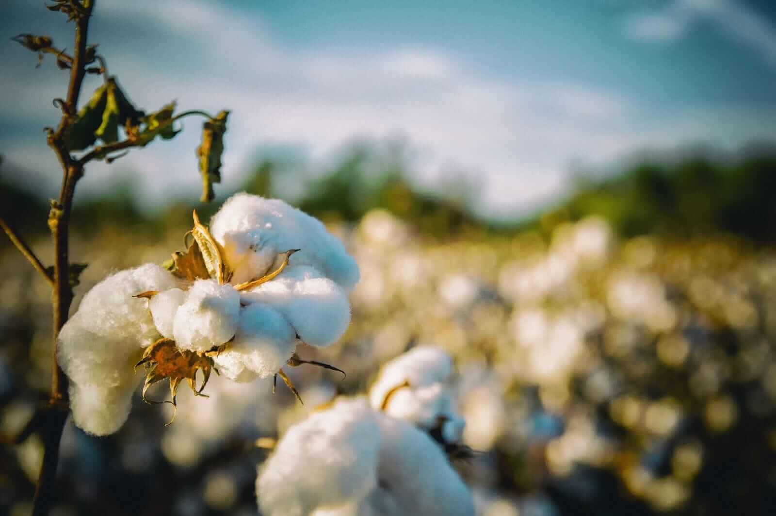 Ignore the bounce. Cotton prices are still headed lower.