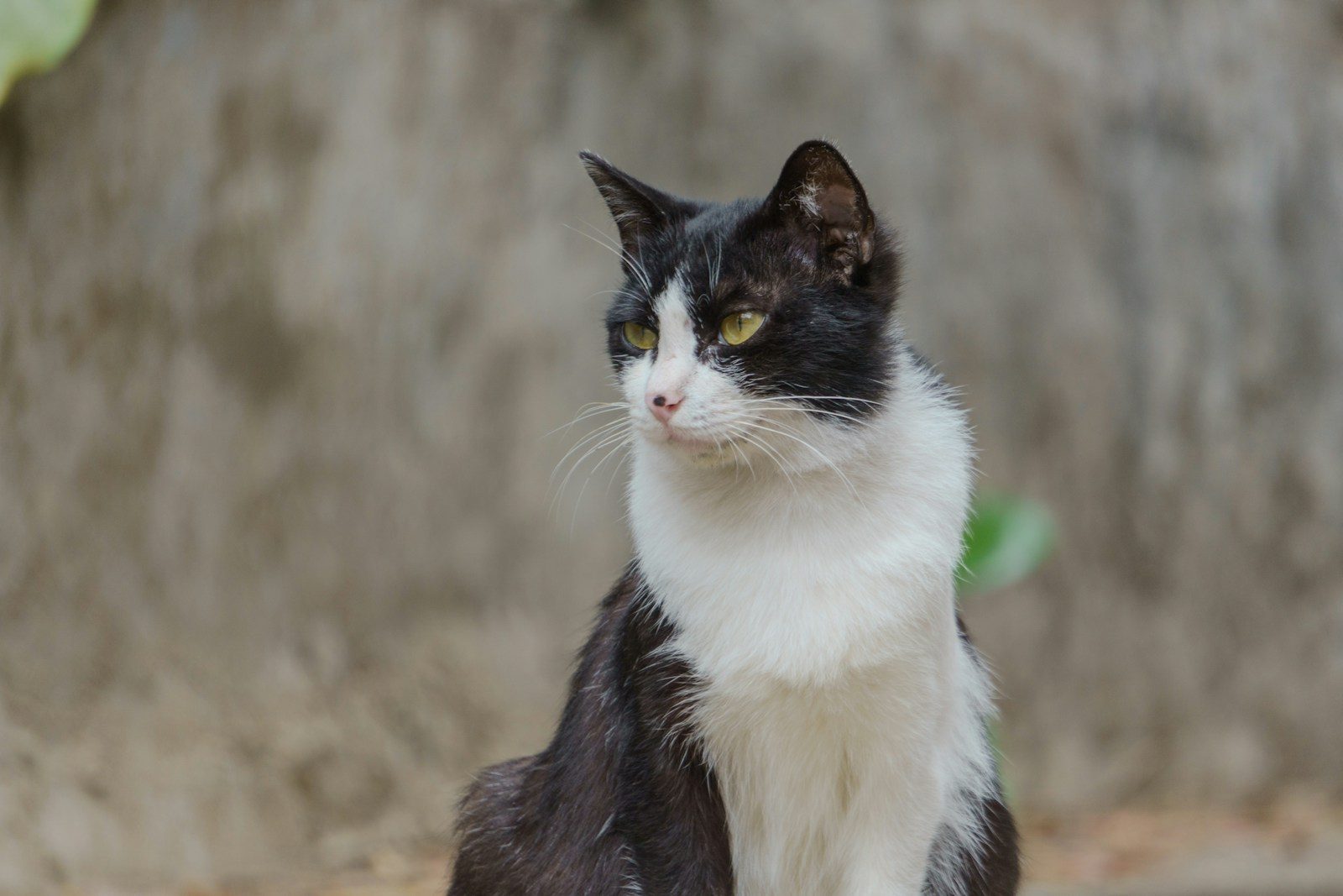 The brilliant signs that prove your cat has high intelligence