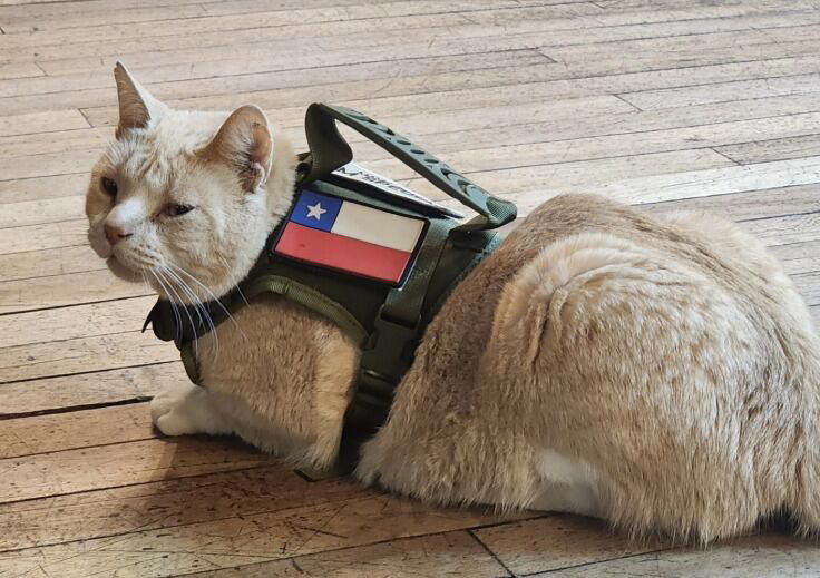 Naruto, el gato callejero que se volvió policía y hoy apoya a quienes ...