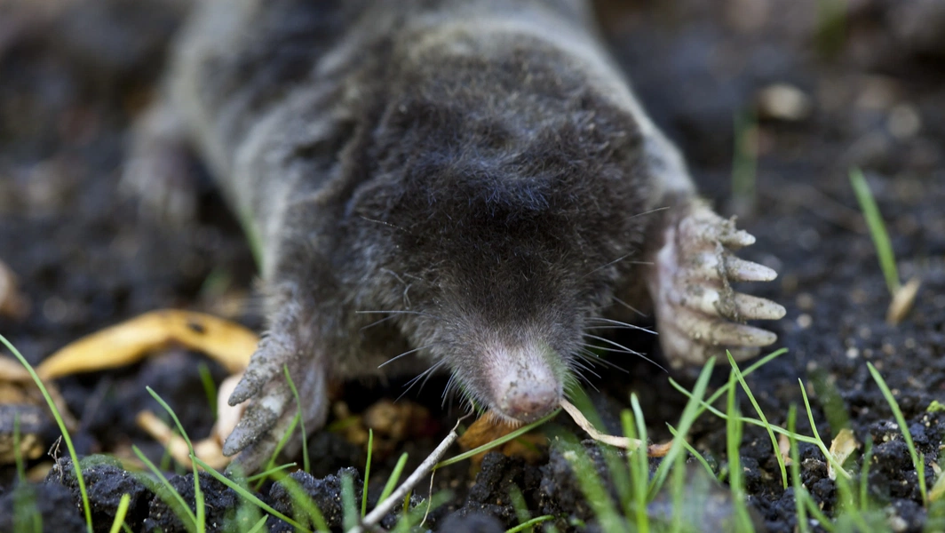 Preventing moles with habitat and food source control