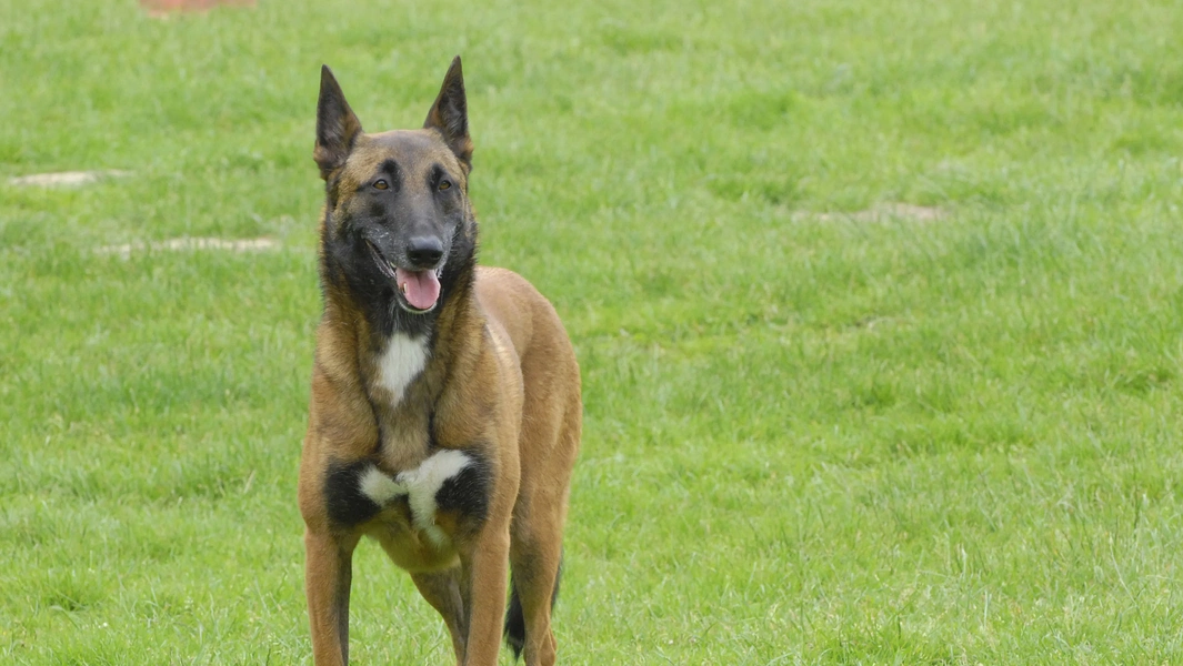 11 dog breeds best suited to experienced owners