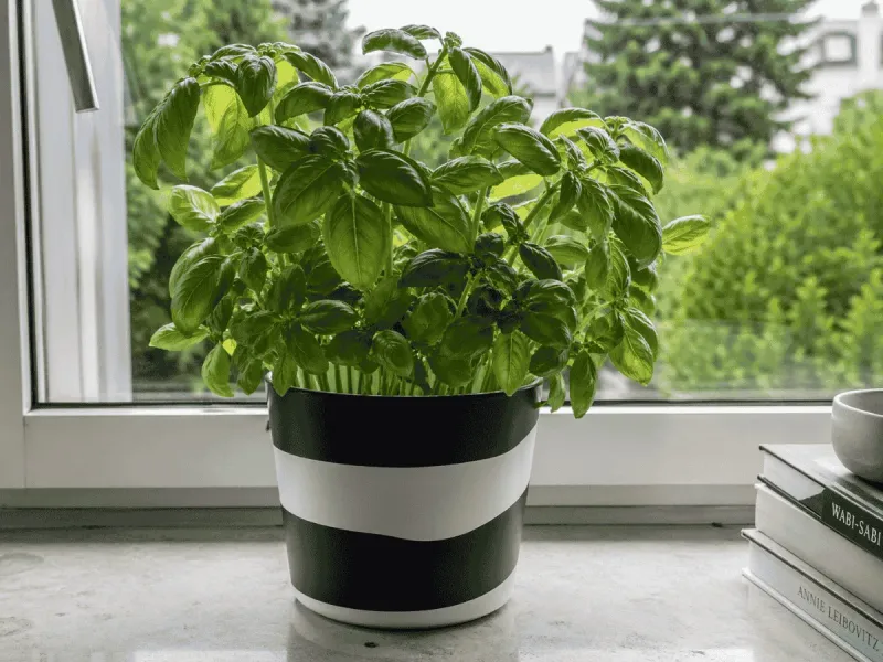 15 herbs beginners can easily grow at home